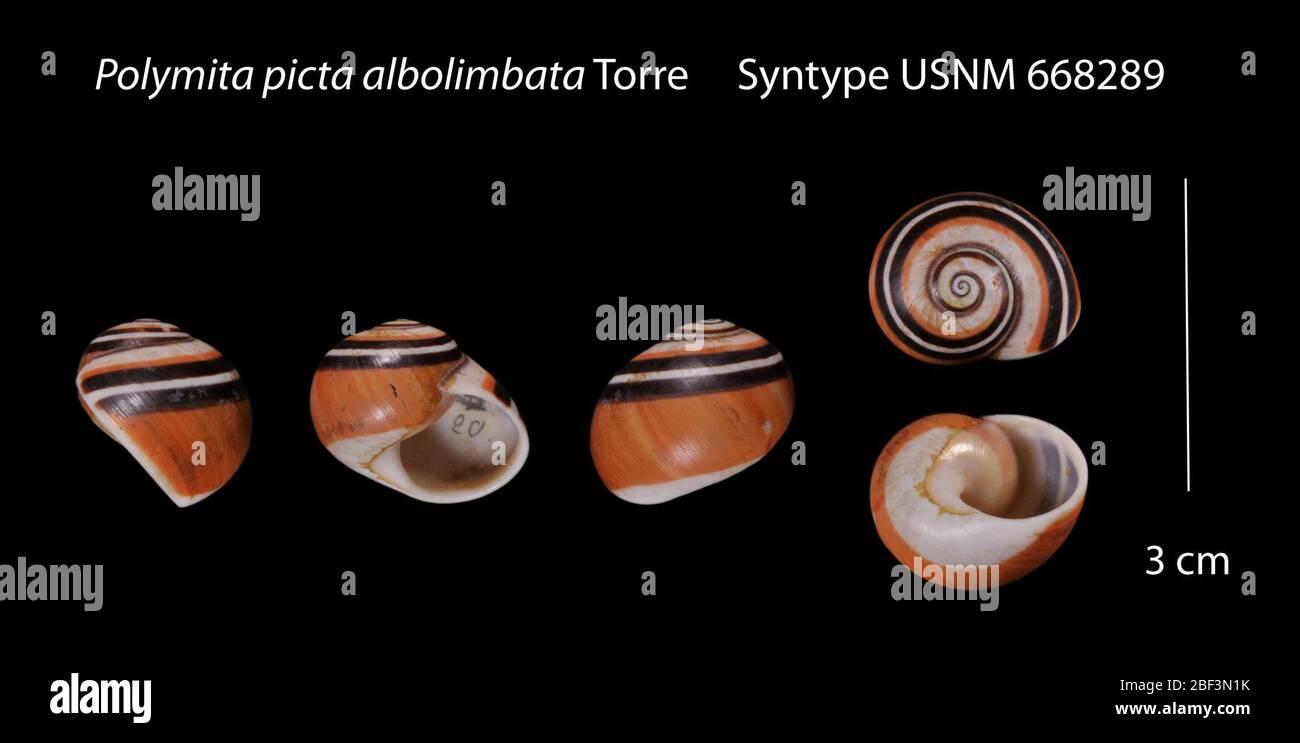 Polymita picta hi-res stock photography and images - Alamy