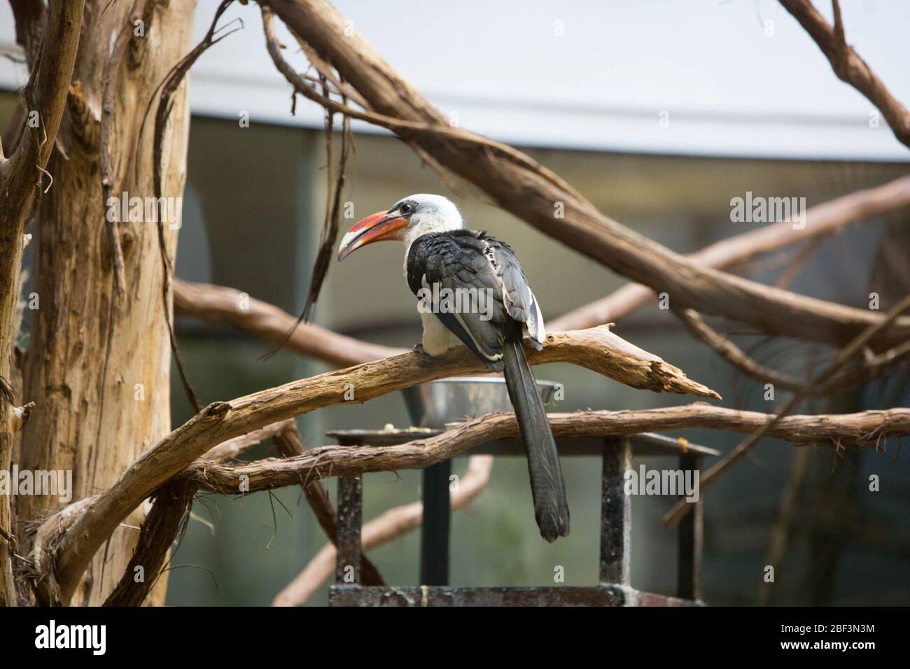 Von der Deckens Hornbill. Von der Decken's Hornbill,Small Mammal House ...