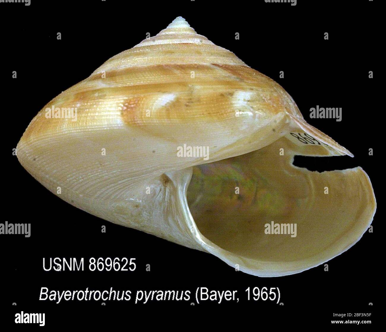 41 62 hi-res stock photography and images - Alamy