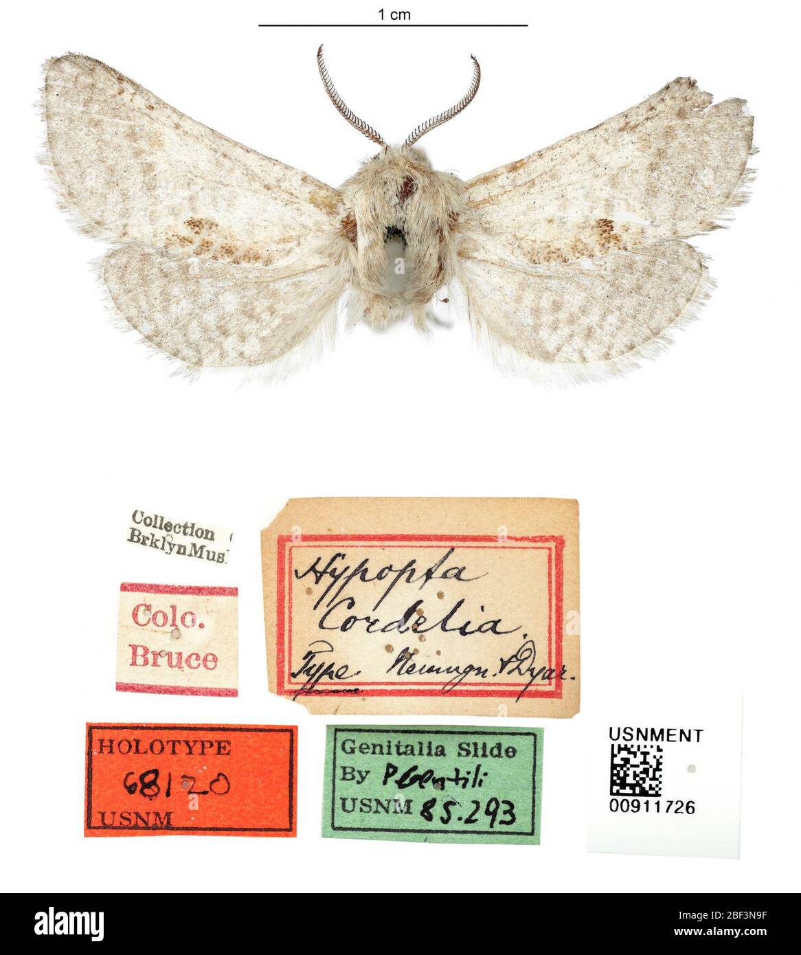 Cornelia' Cut Out Stock Images & Pictures - Alamy