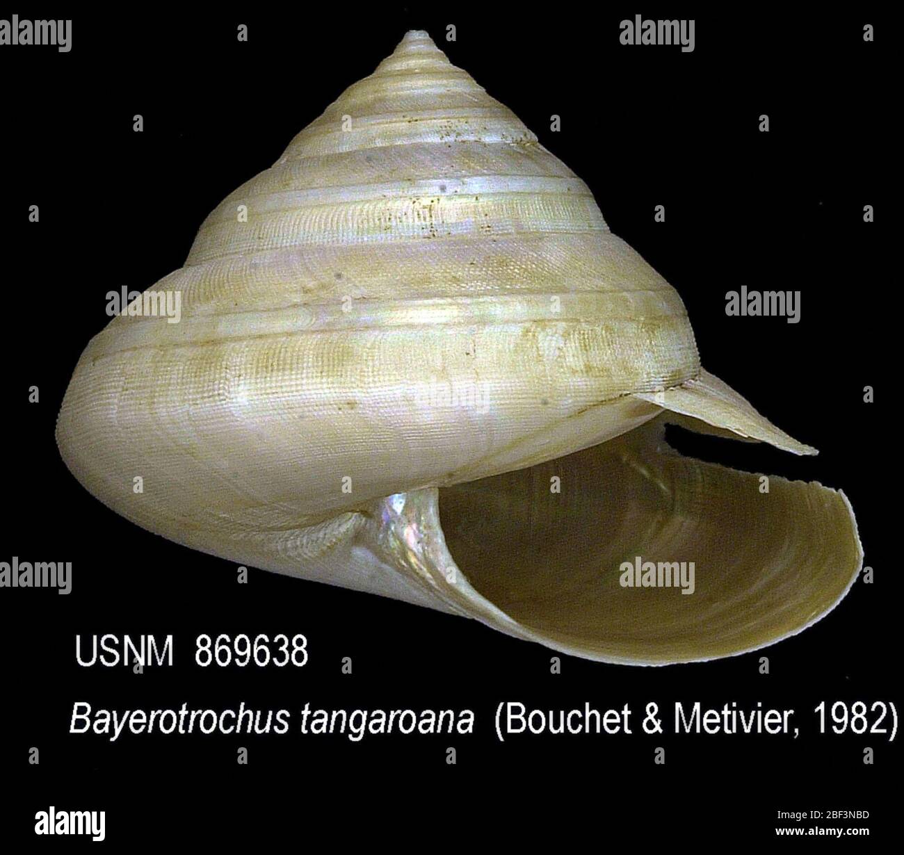 Perotrochus tangaroana. Ex.Goto Coll.; taken live by Soviet research ...