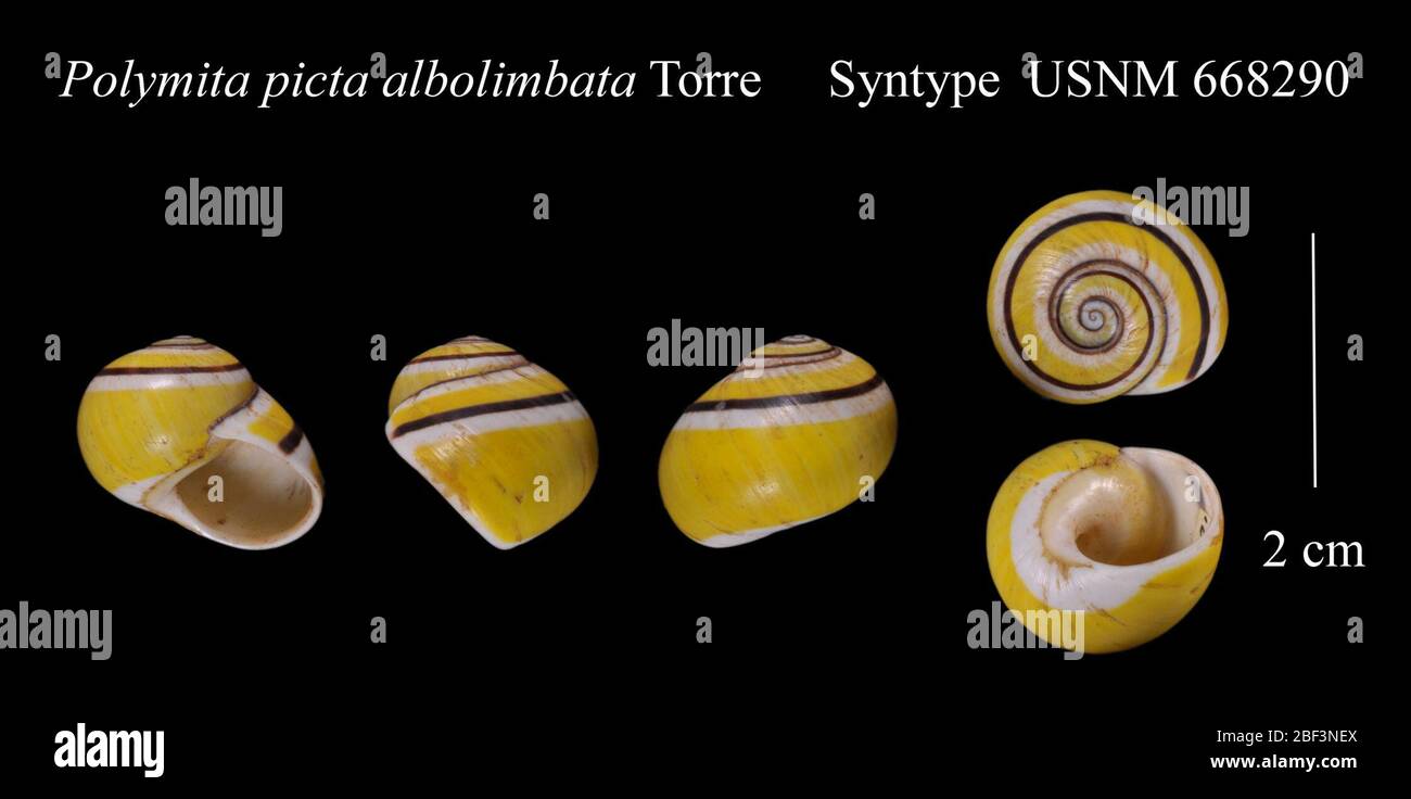 Polymita hi-res stock photography and images - Alamy