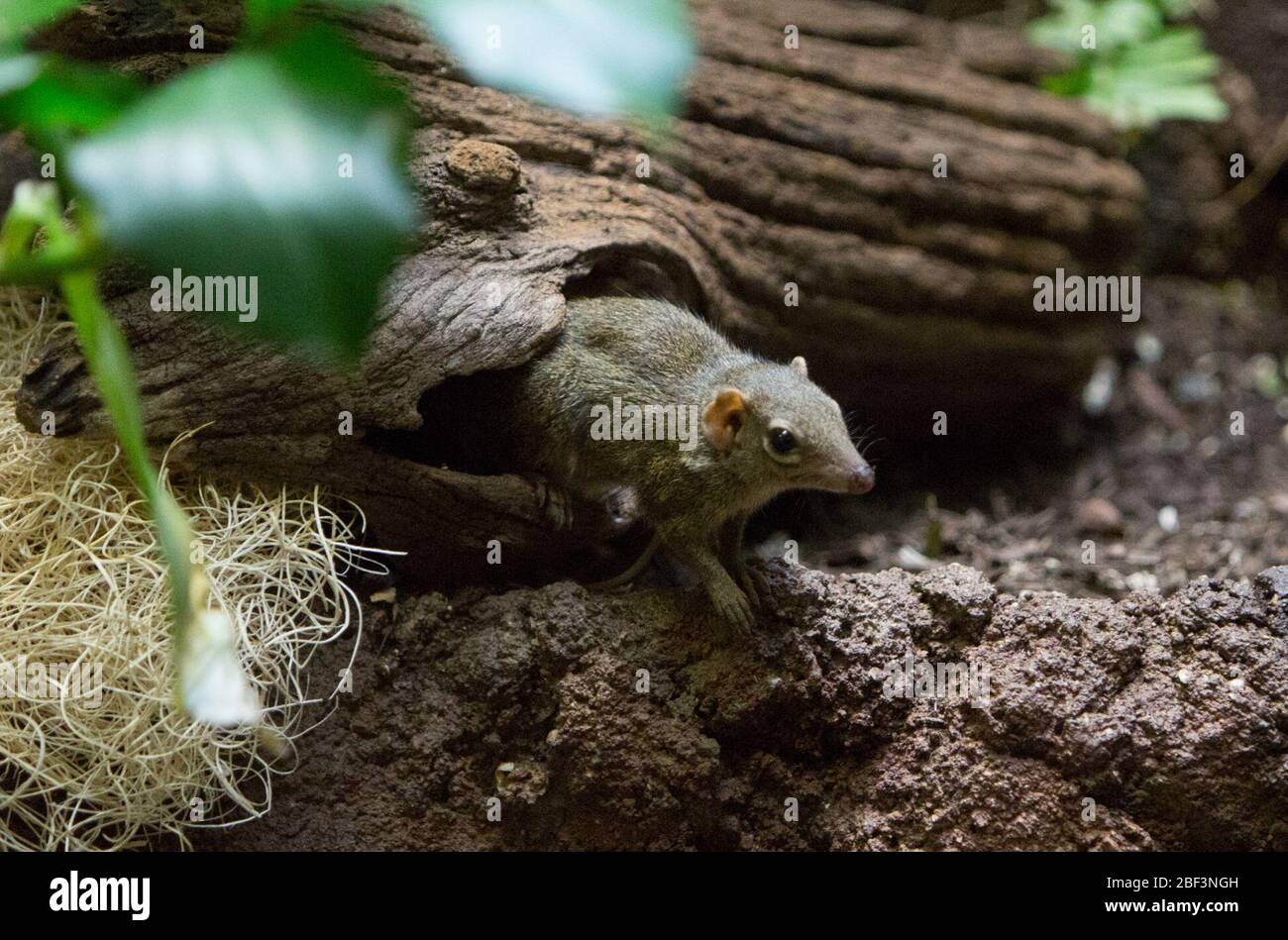 Tupaia genus hi-res stock photography and images - Alamy
