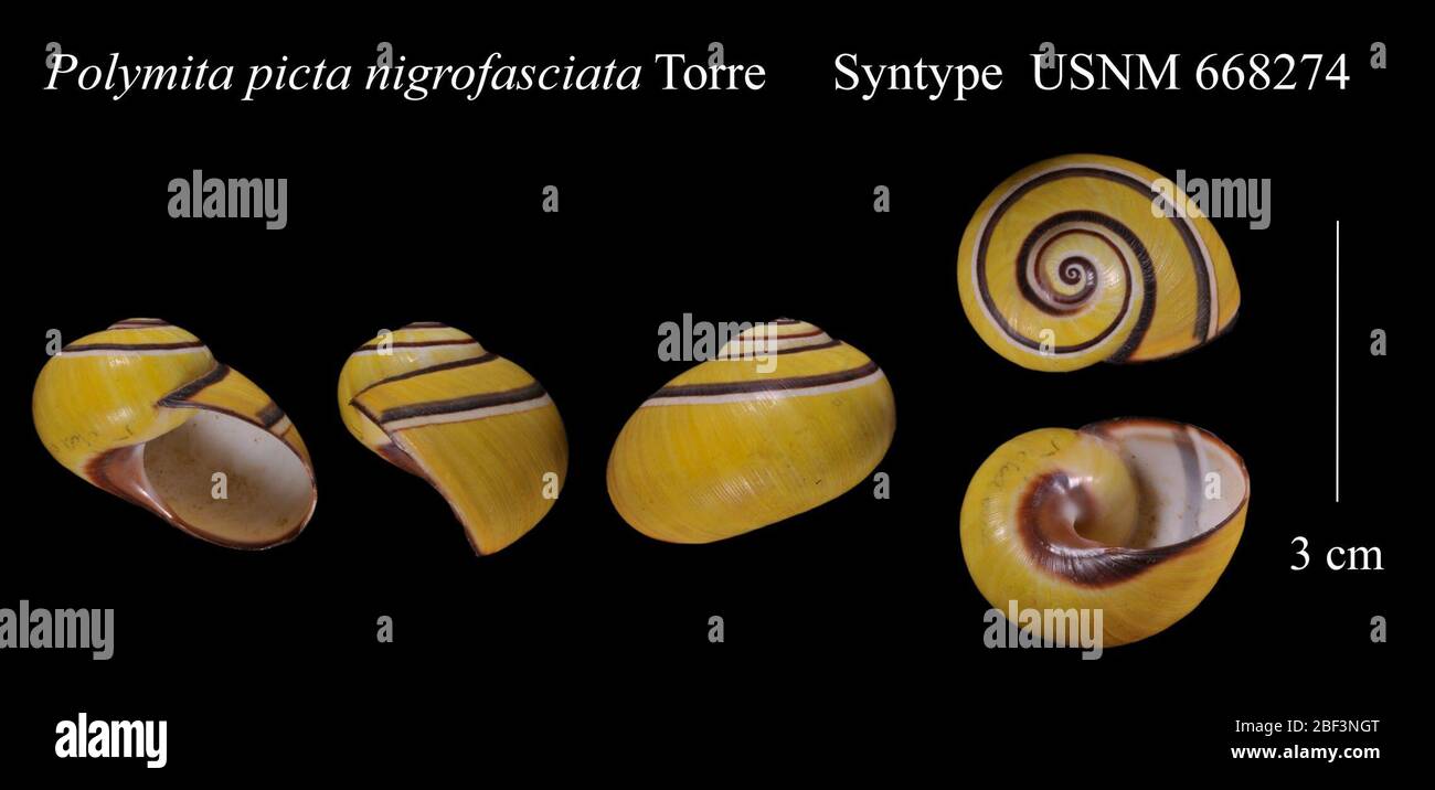 Polymita picta nigrofasciata. 12 Mar 20181 Stock Photo - Alamy