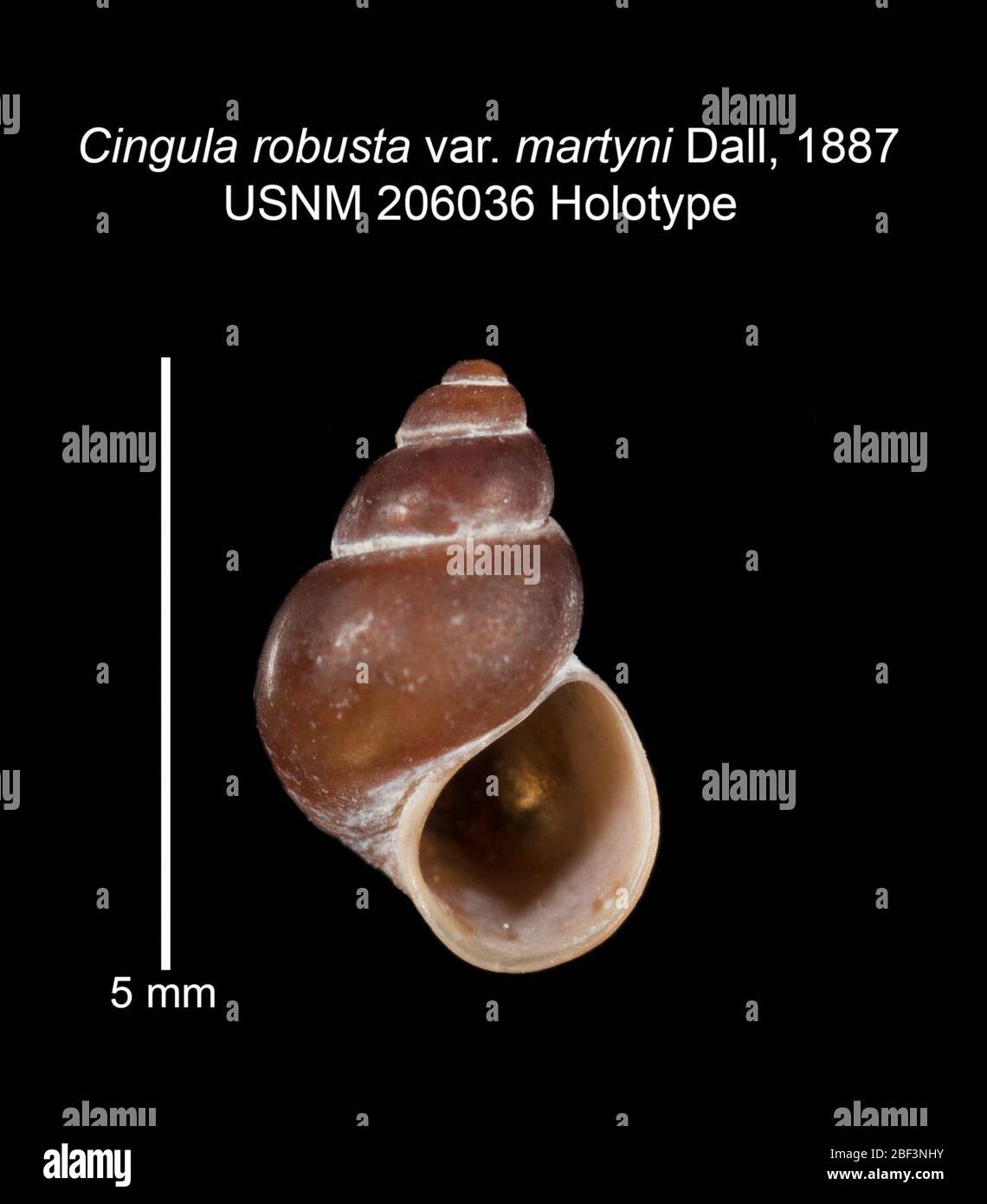 Plants robust stem hi-res stock photography and images - Alamy