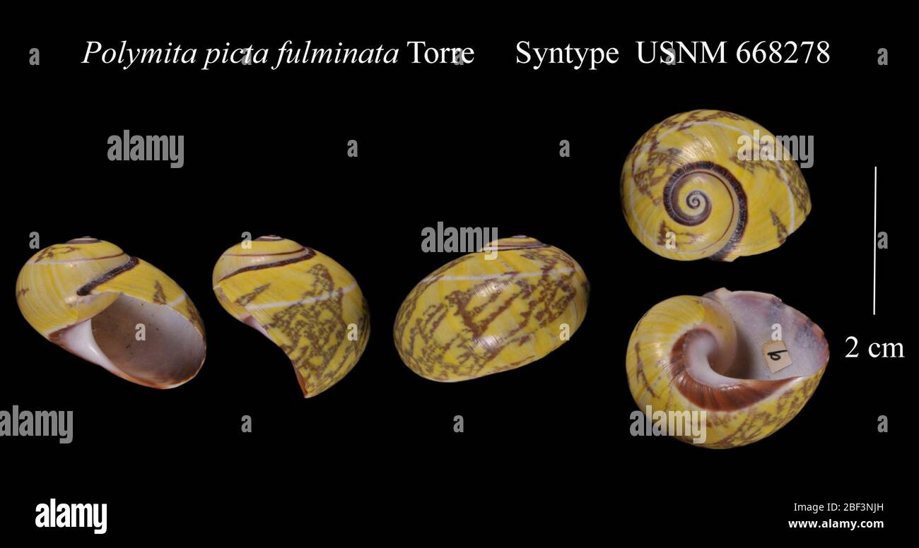 Polymita picta hi-res stock photography and images - Alamy