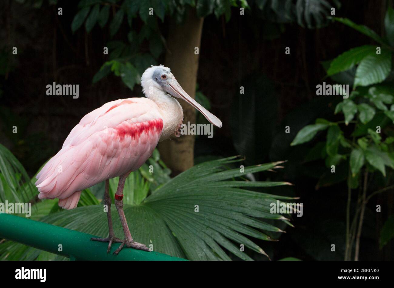 Roseate Spoonbill. Species: ajaja,Genus: Ajaia,Family ...