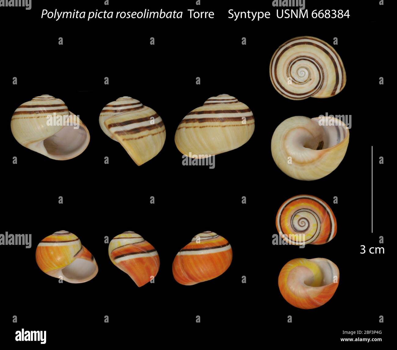 Polymita hi-res stock photography and images - Alamy