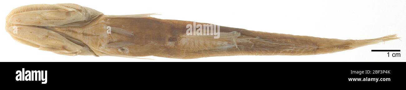 Microps hi-res stock photography and images - Alamy