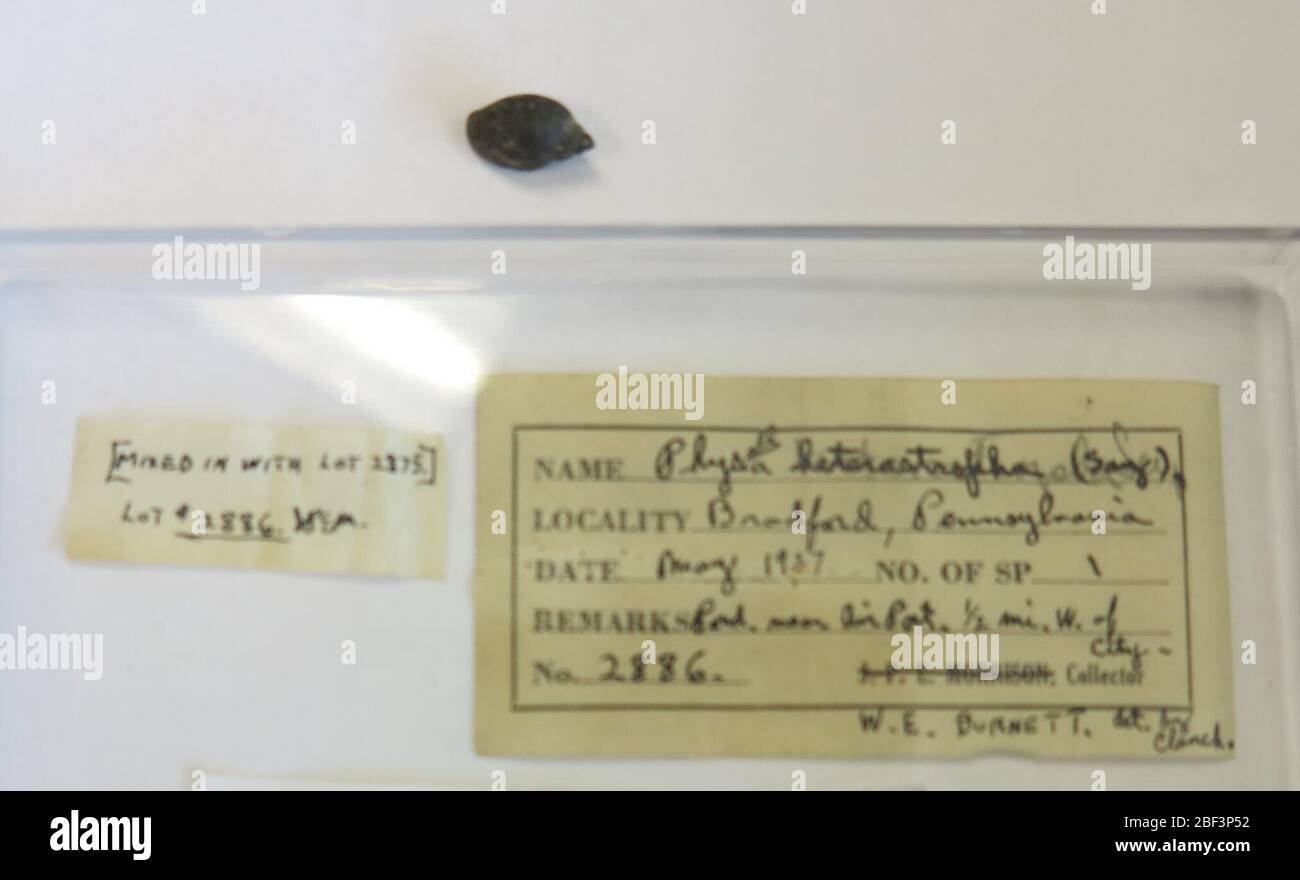 Physella heterostropha. 17 Feb 20201 Stock Photo - Alamy