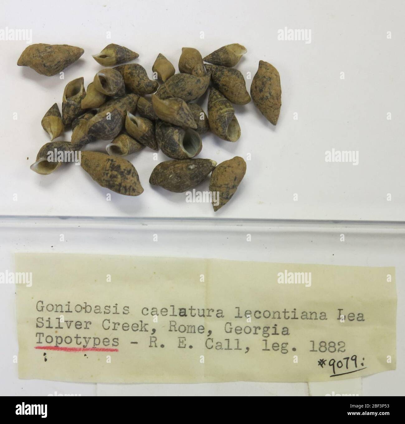 Elimia mutabilis. 12 Jul 201825 Stock Photo - Alamy