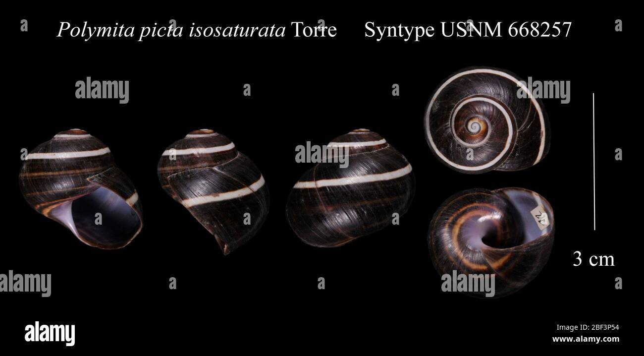 Polymita picta hi-res stock photography and images - Alamy