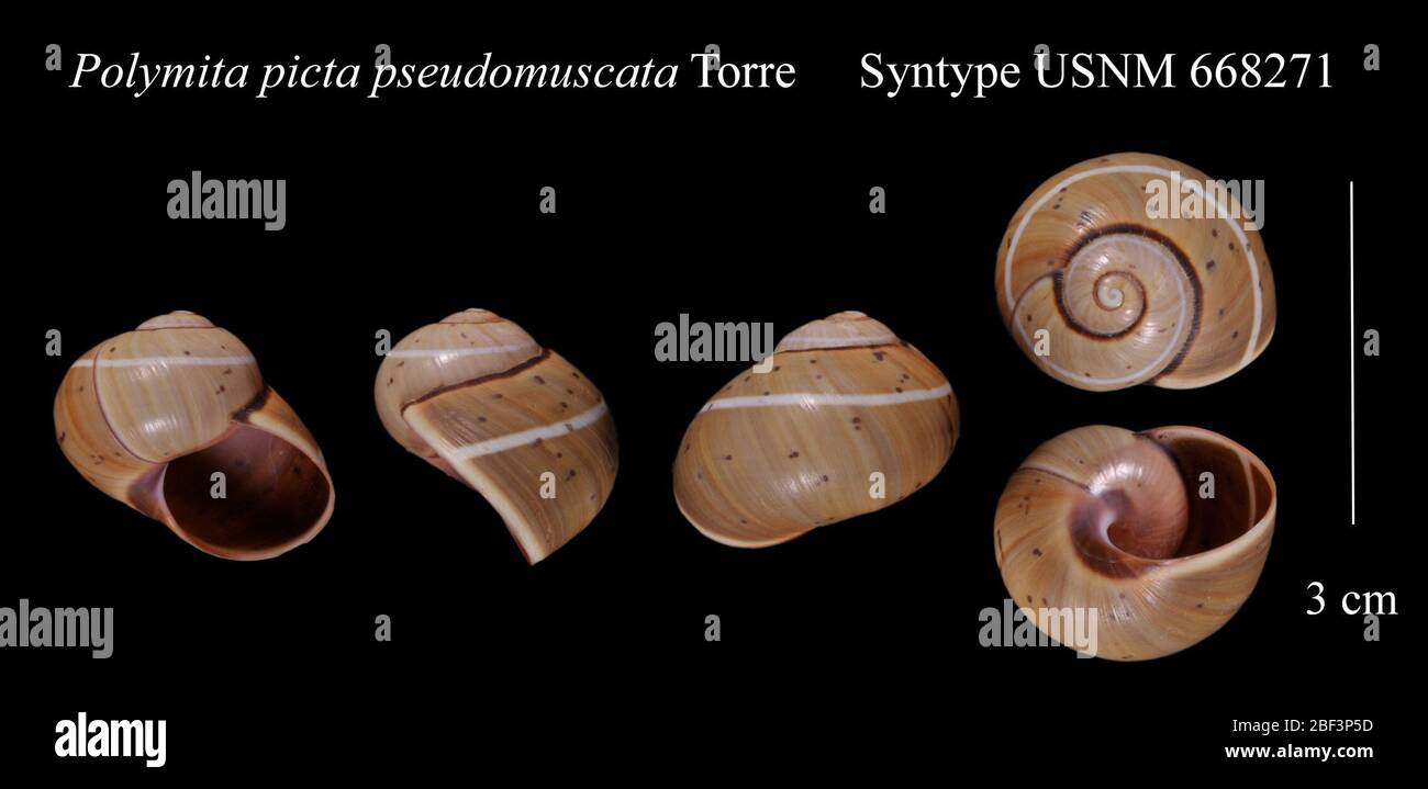 Polymita picta hi-res stock photography and images - Alamy