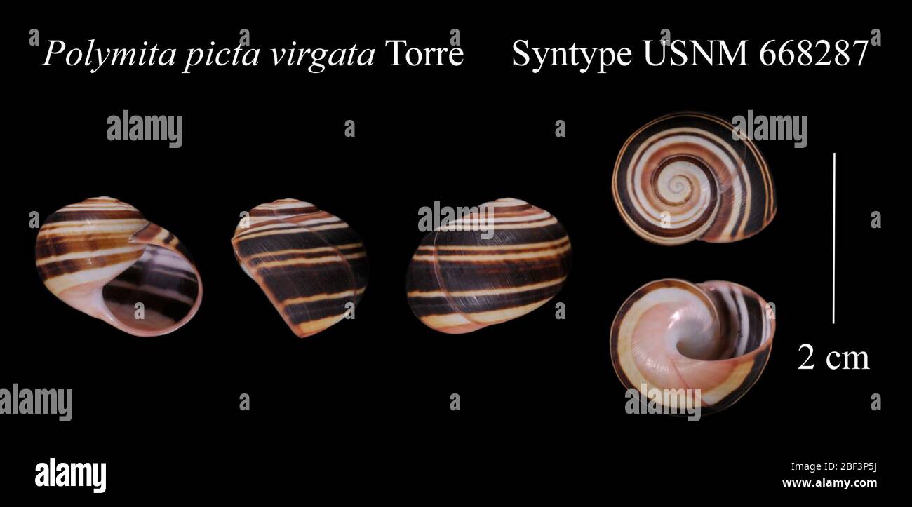 Polymita picta hi-res stock photography and images - Alamy