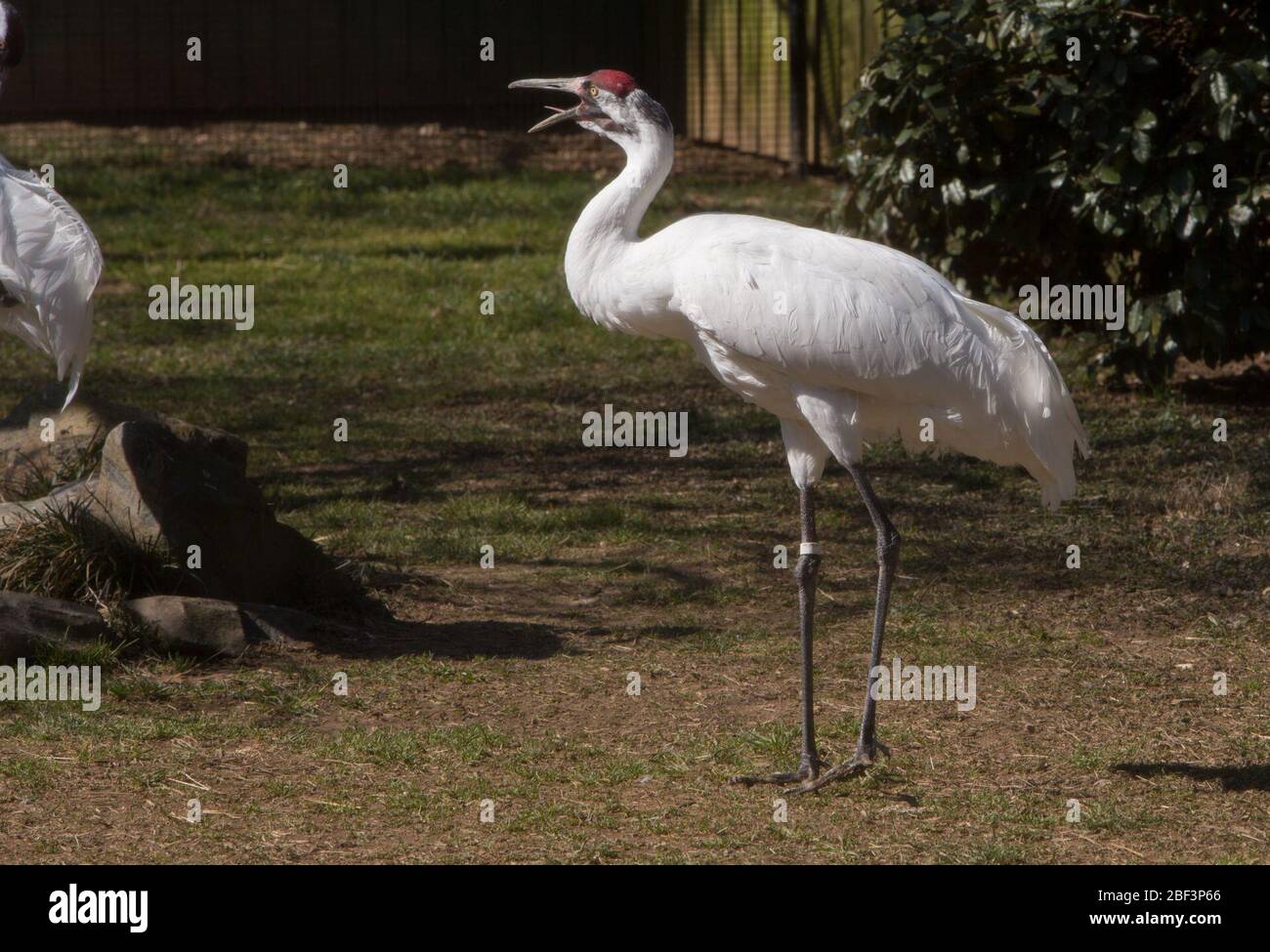 Whooping Crane. Bird,Class: Aves,Crane,Family: Gruidae,Genus: Grus ...