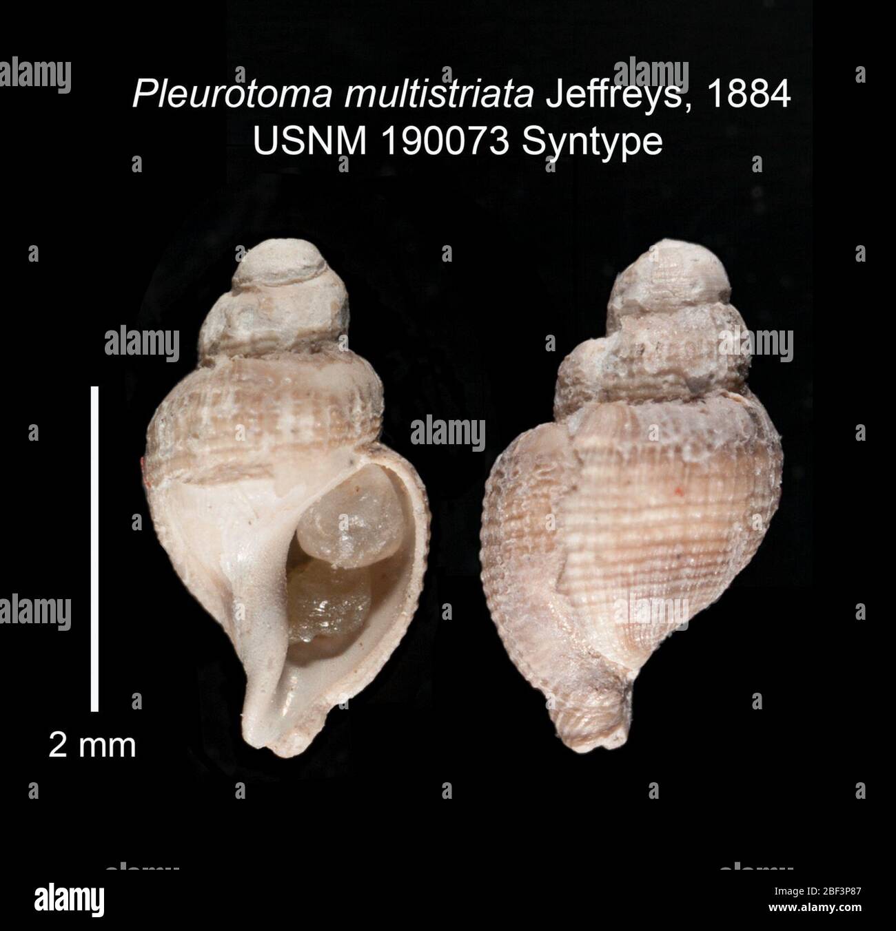 Pleurotoma multistriata. 13 May 201633 Stock Photo - Alamy