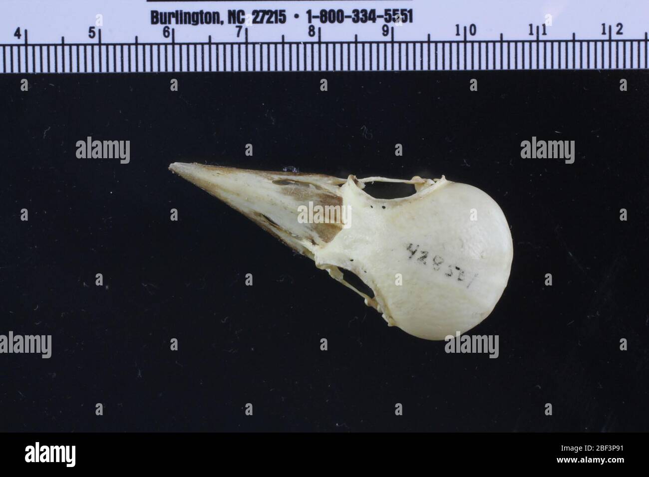 Picoides villosus. 14 Mar 20161 Stock Photo - Alamy