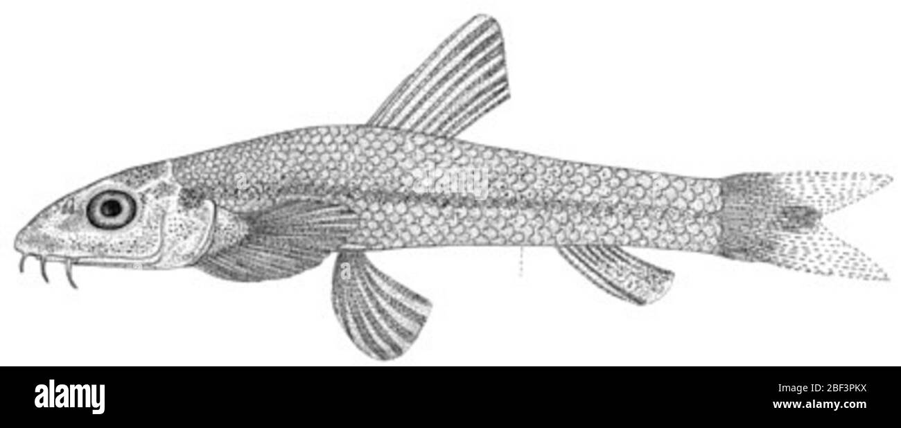 Lineata Black and White Stock Photos & Images - Alamy