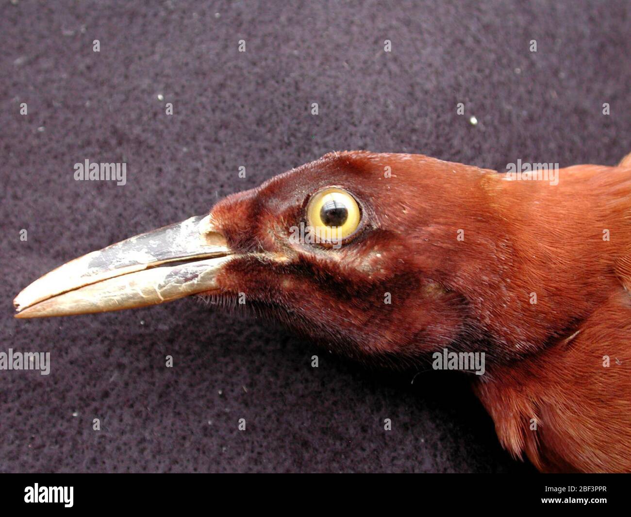 Paradisaea apoda hi-res stock photography and images - Alamy