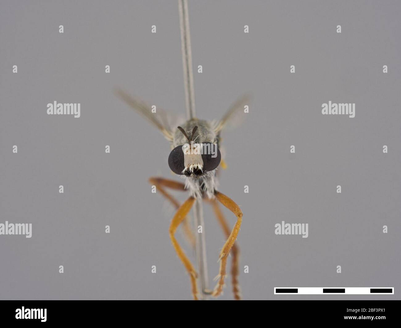 Entomological techniques hi-res stock photography and images - Alamy