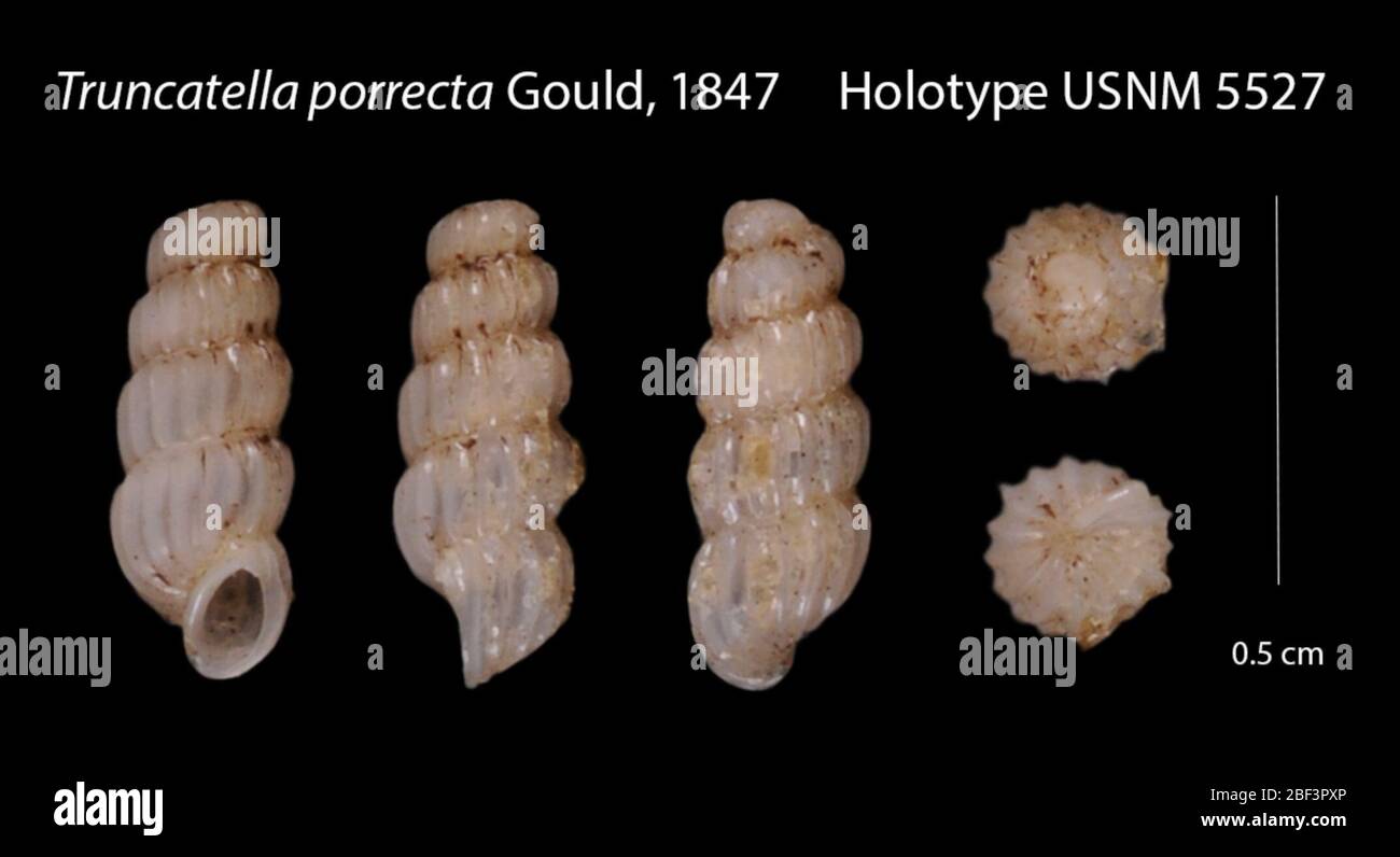 Truncatella porrecta. 12 Mar 20181 Stock Photo - Alamy