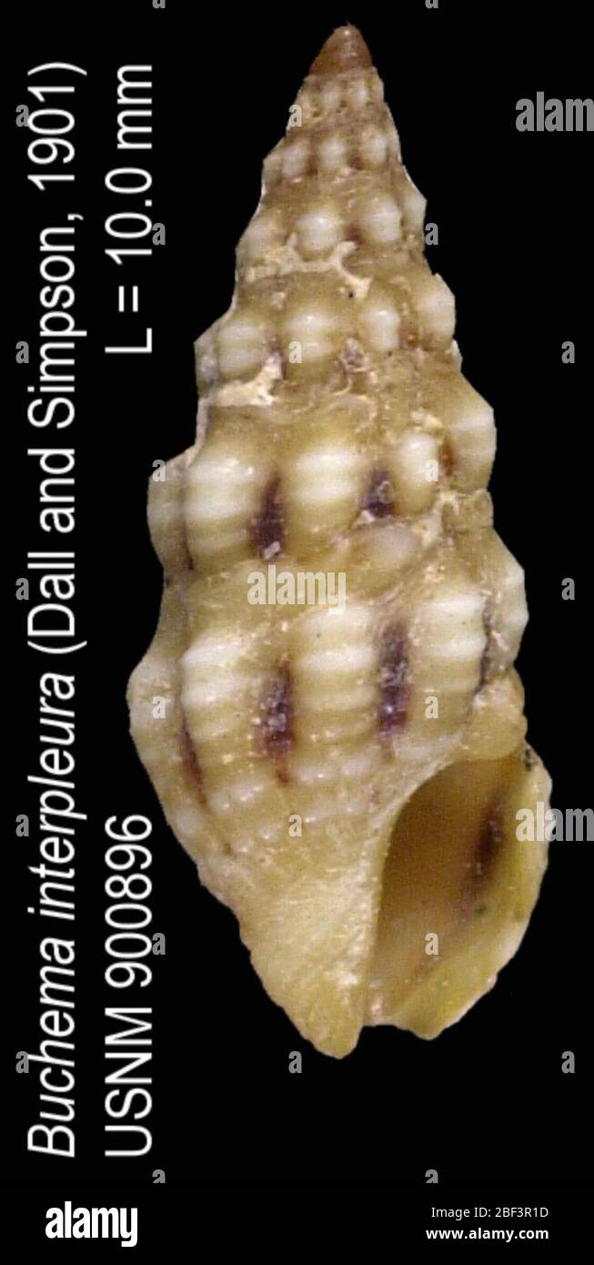 Buchema interpleura. Depth: 5 ft;Col.: Duffy, G.;Coll: Mar 1994;ID ...