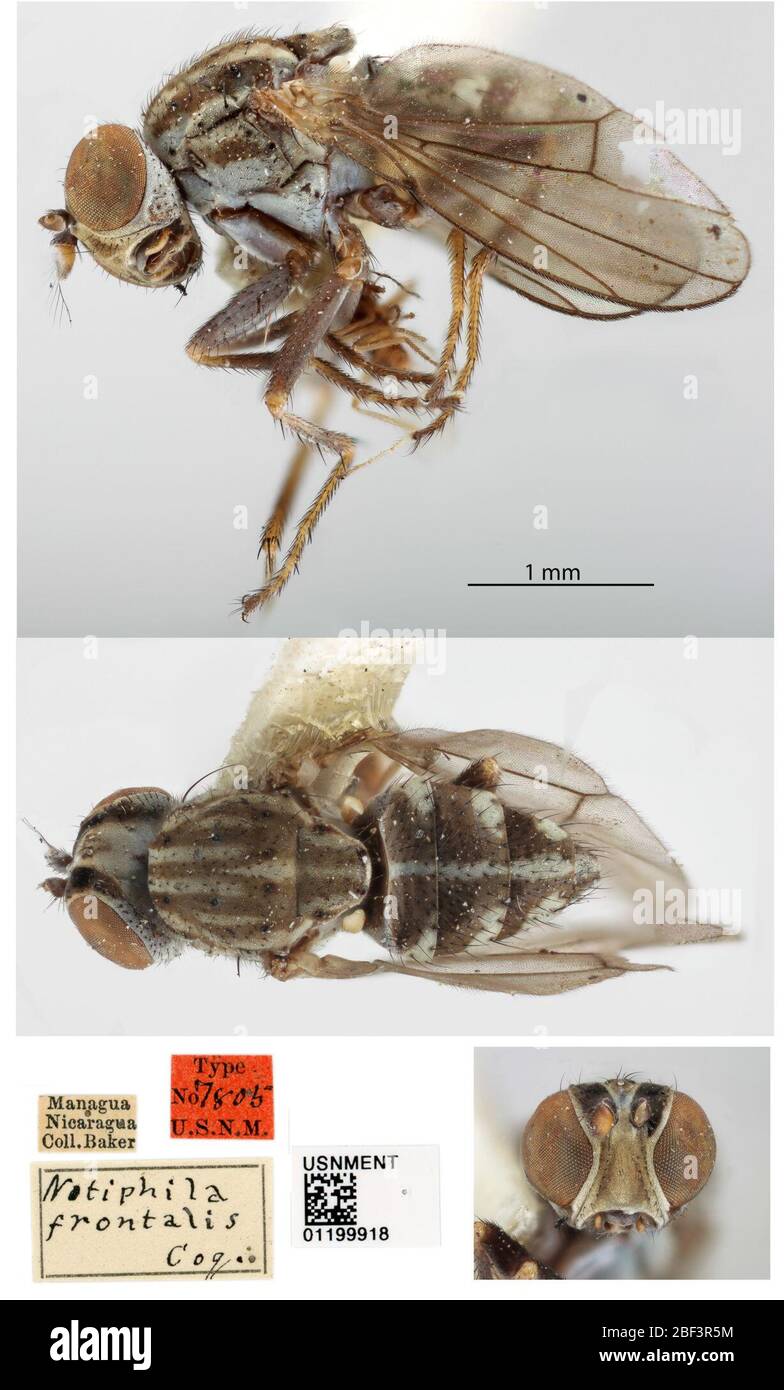 Notiphila frontalis. 19 Apr 20161 Stock Photo - Alamy