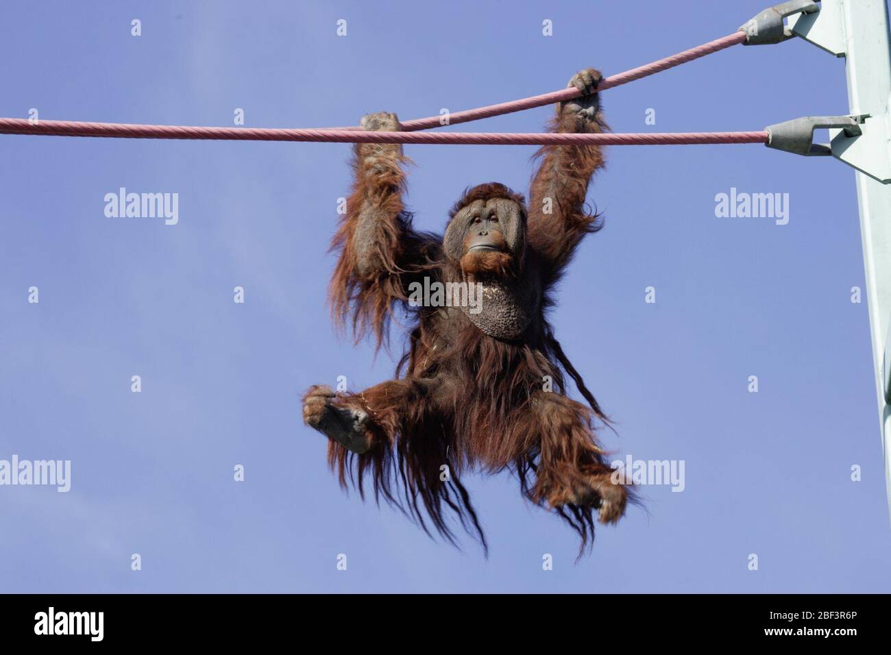 Genus pongo hi-res stock photography and images - Alamy