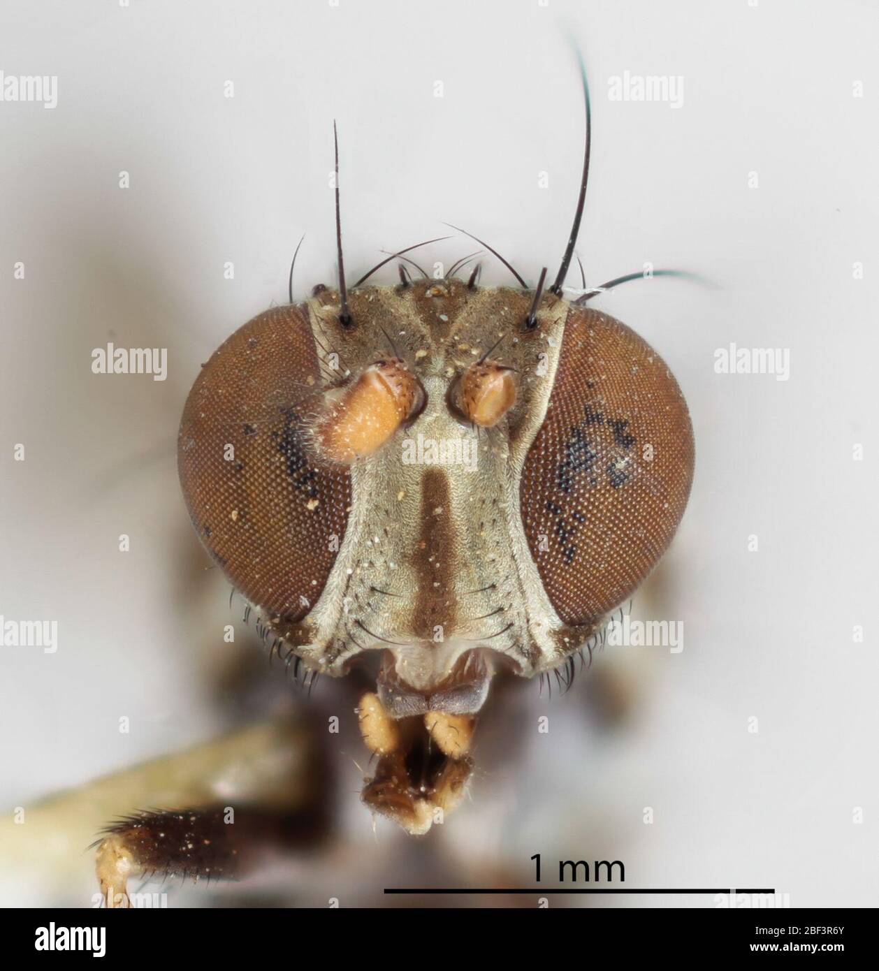 Notiphila facialis. 18 Mar 20201 Stock Photo - Alamy