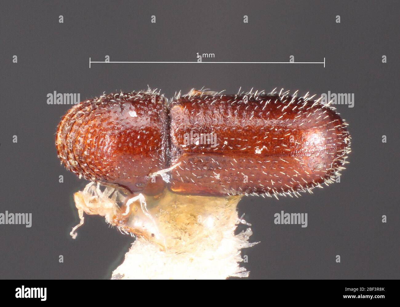 S fagi hi-res stock photography and images - Alamy