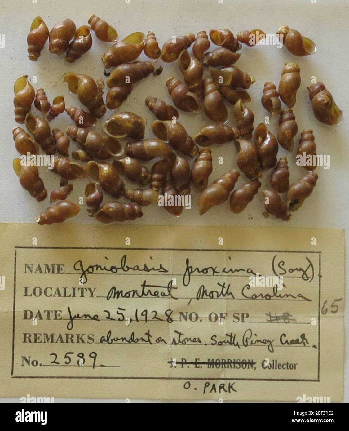 Elimia proxima. 15 Mar 2019II59 Stock Photo - Alamy