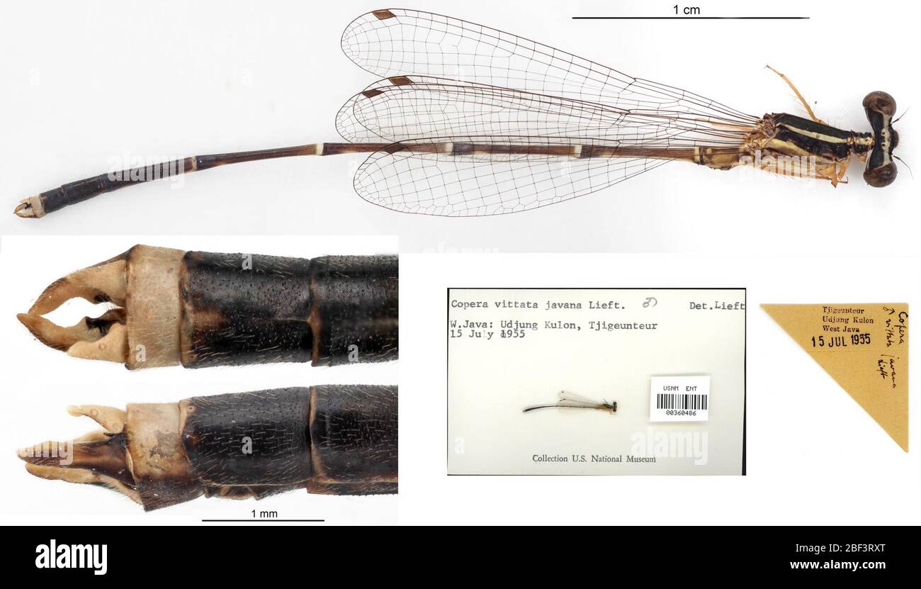 Copera vittata hi-res stock photography and images - Alamy