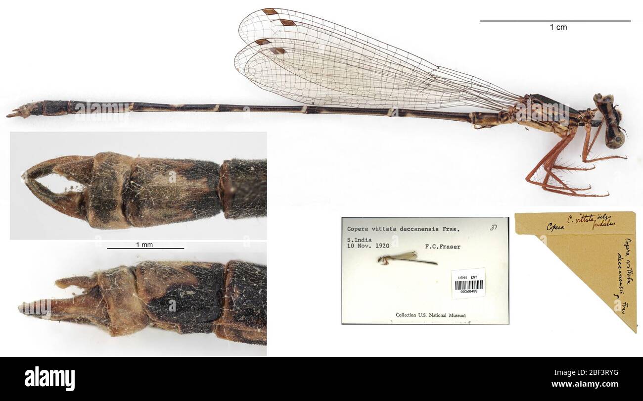 Copera vittata hi-res stock photography and images - Alamy