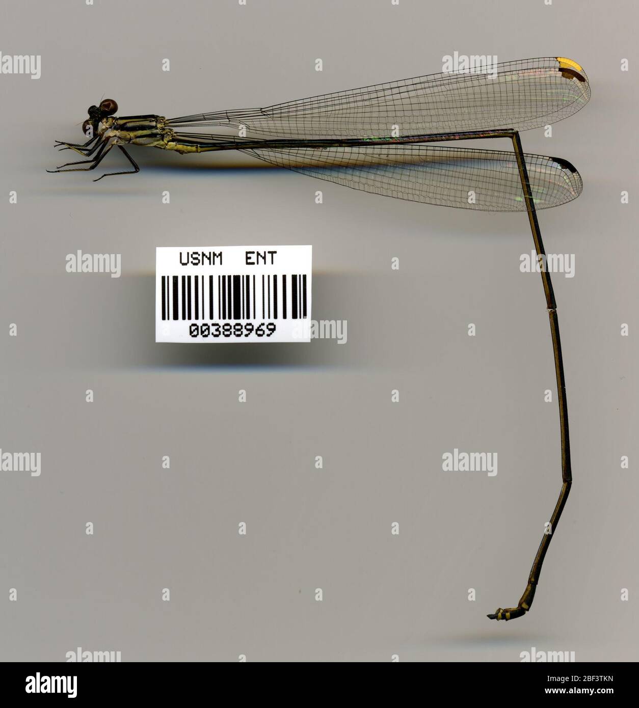 Mecistogaster hi-res stock photography and images - Alamy