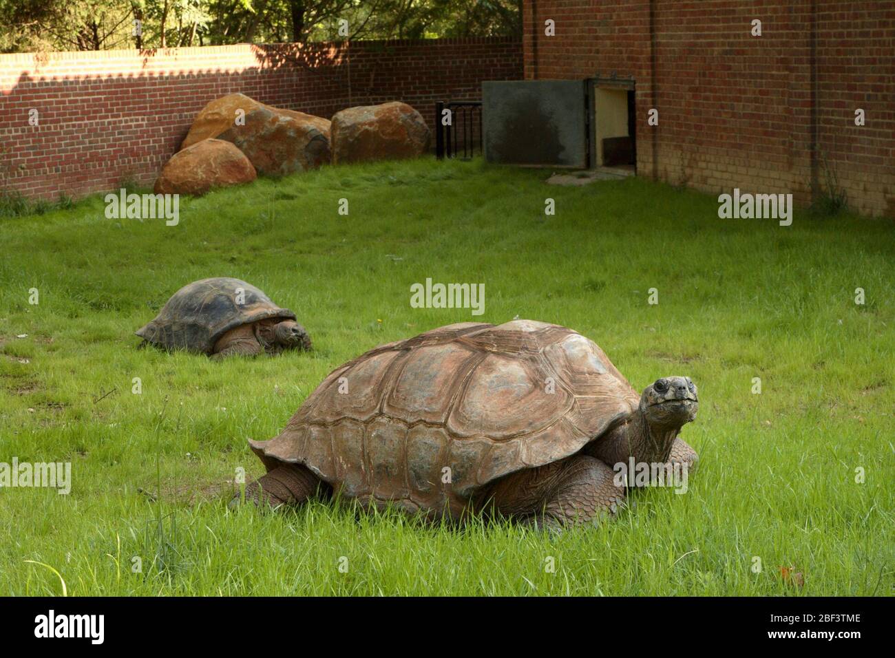 Aldabra Tortoise. Species: gigantea,Genus: Geochelone,Family ...