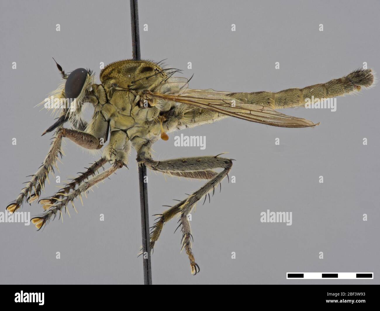 Fraterculus hi-res stock photography and images - Alamy