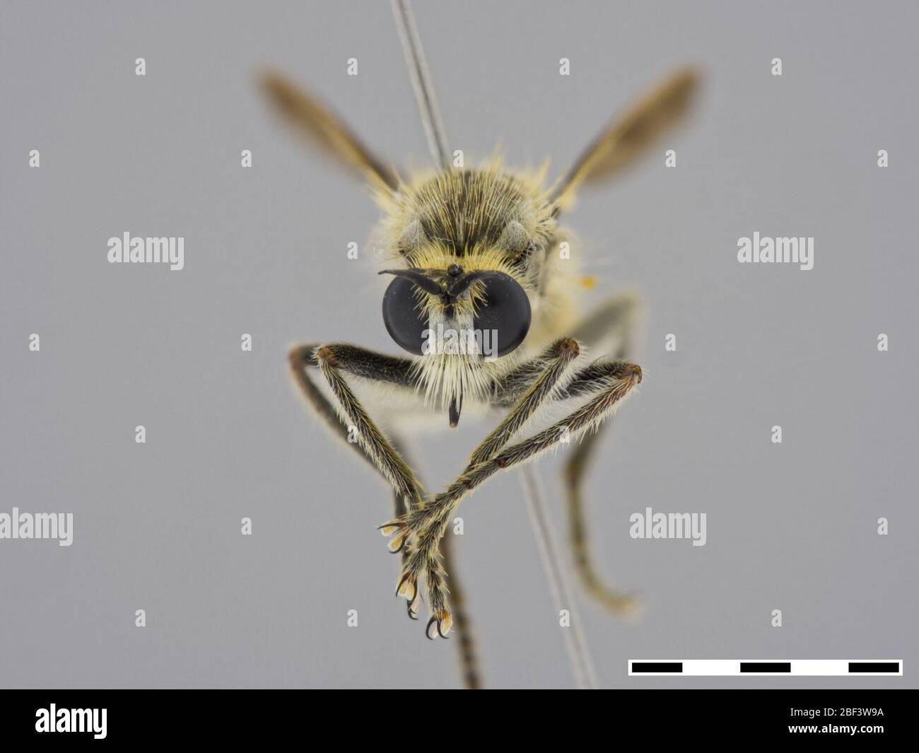 Costalis hi-res stock photography and images - Alamy