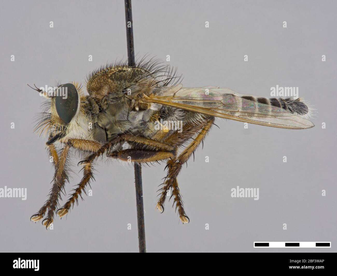 Asilidae insect hi-res stock photography and images - Alamy