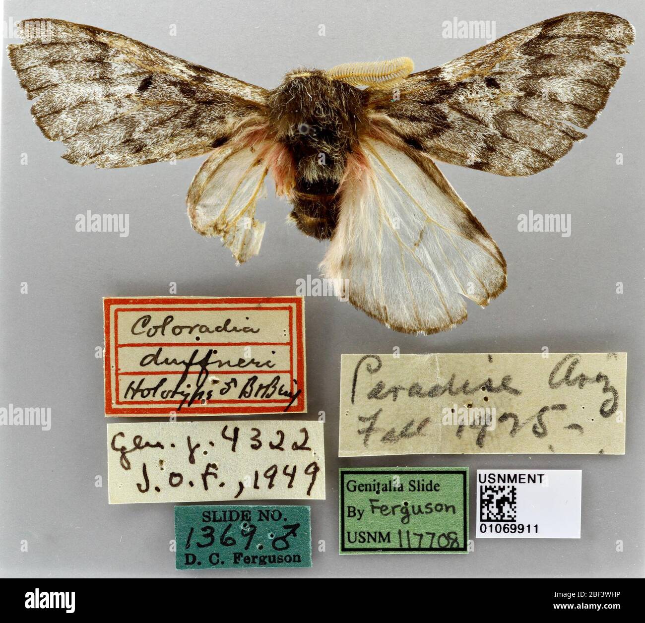 Coloradia hi-res stock photography and images - Alamy