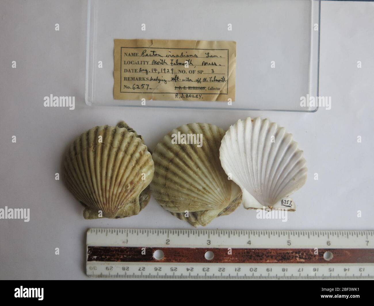 Argopecten irradians. 9 Apr 20186 Stock Photo - Alamy