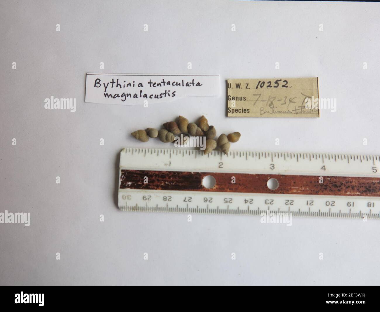 Bithynia tentaculata hi-res stock photography and images - Alamy