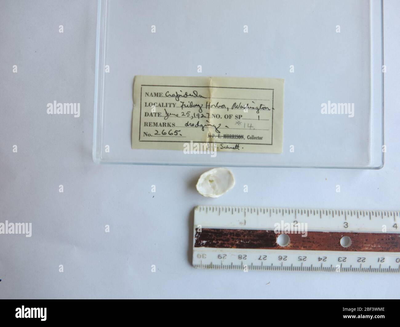 Crepidula hi-res stock photography and images - Alamy
