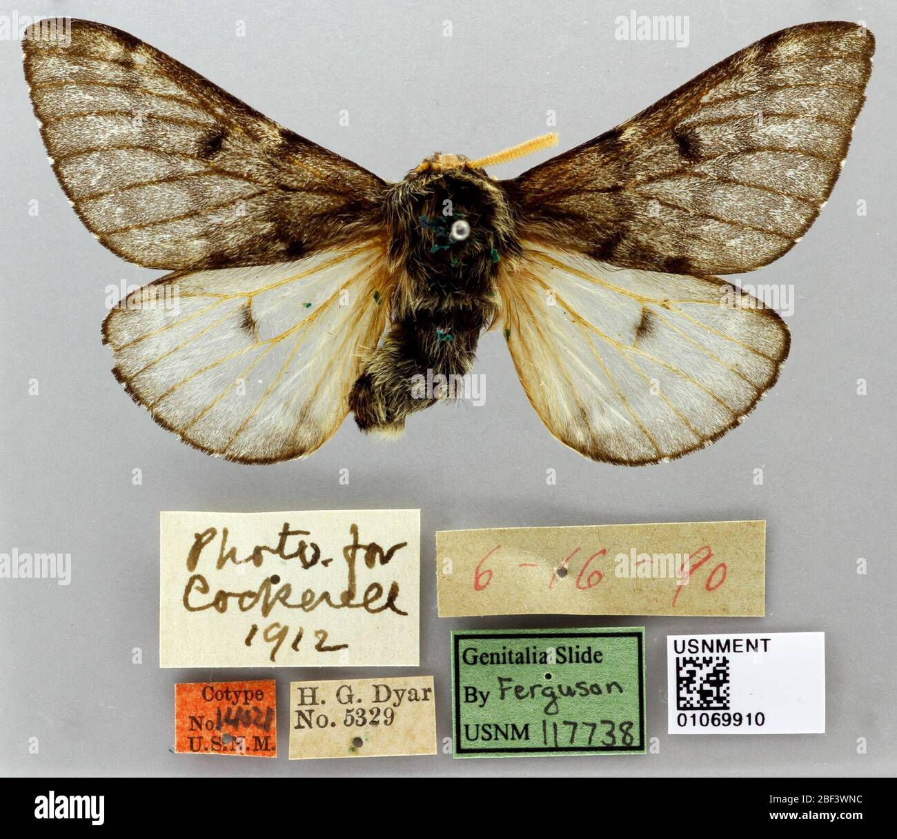 Coloradia hi-res stock photography and images - Alamy