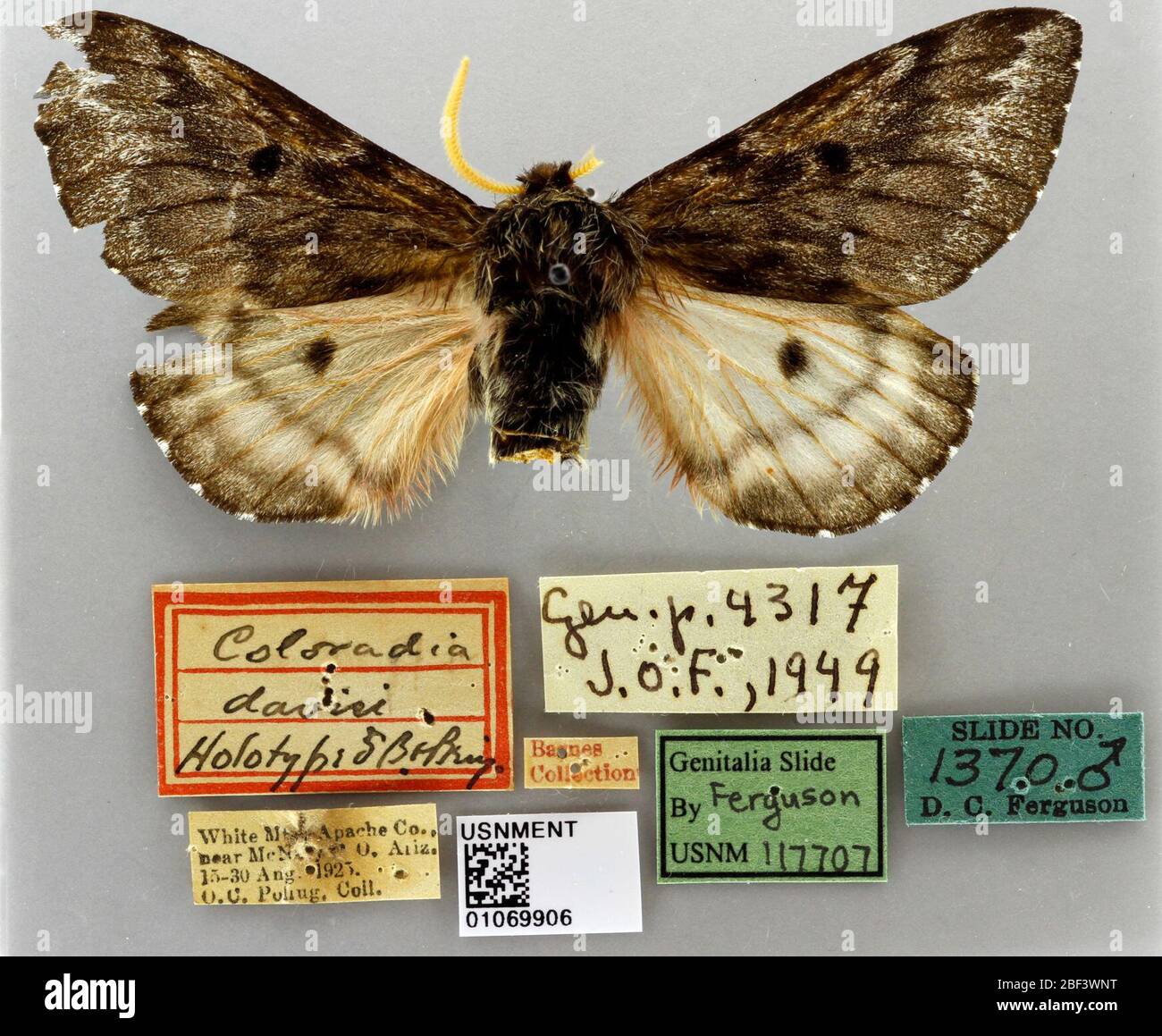 Coloradia hi-res stock photography and images - Alamy