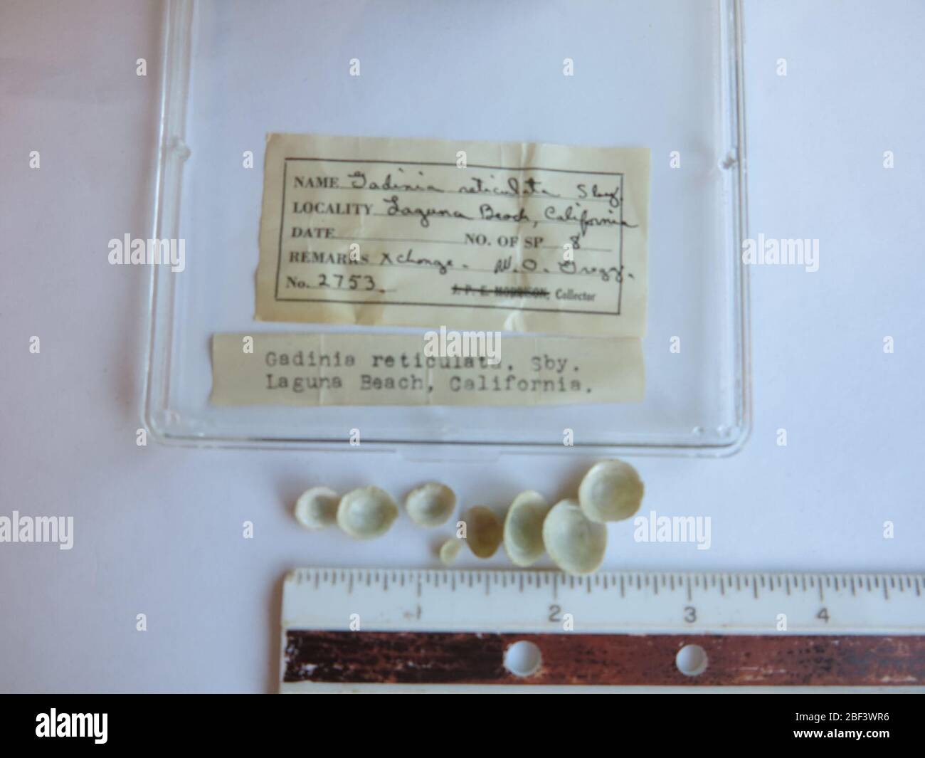 Trimusculus reticulatus. 13 Feb 20178 Stock Photo - Alamy