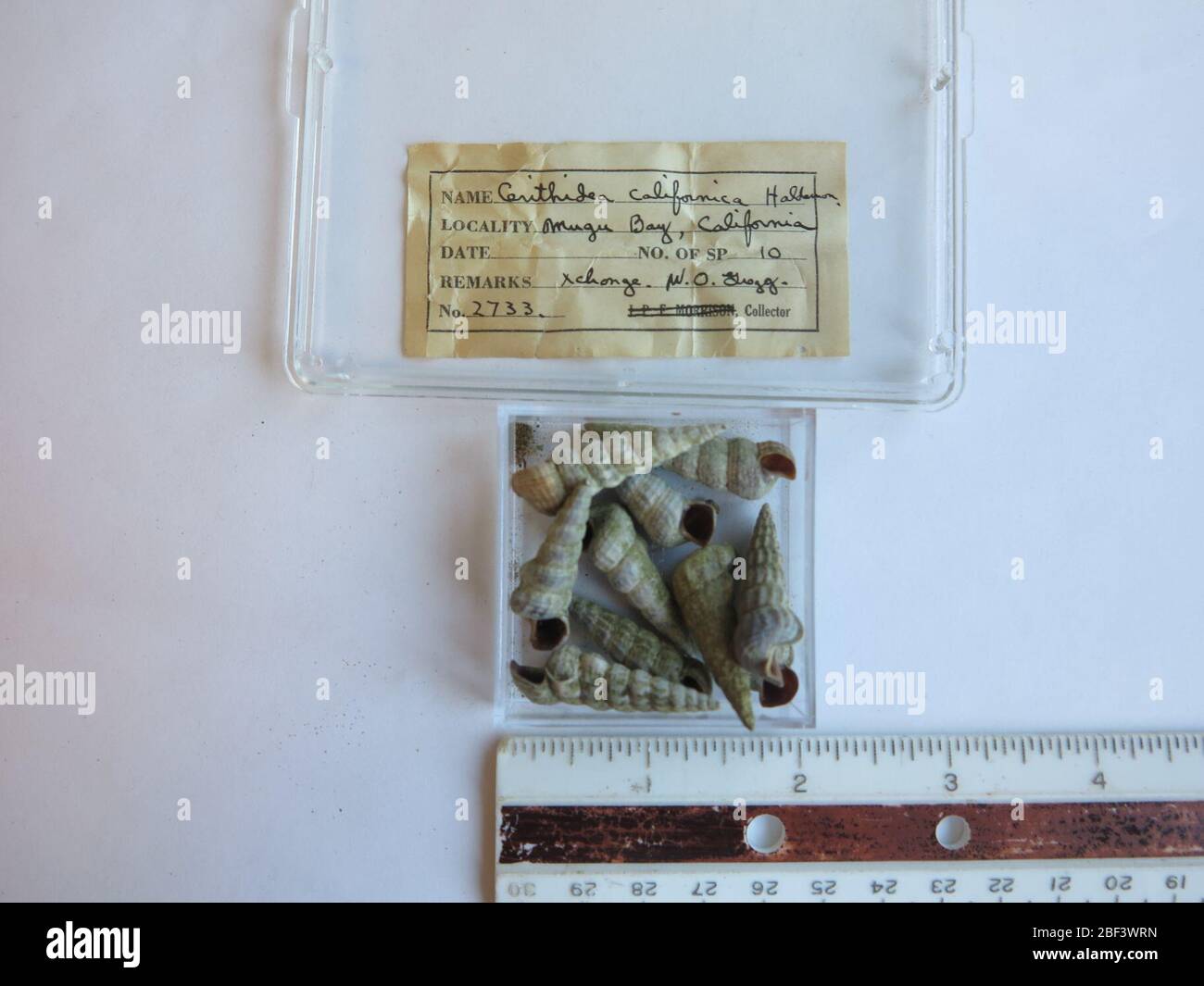 Cerithidea hi-res stock photography and images - Alamy