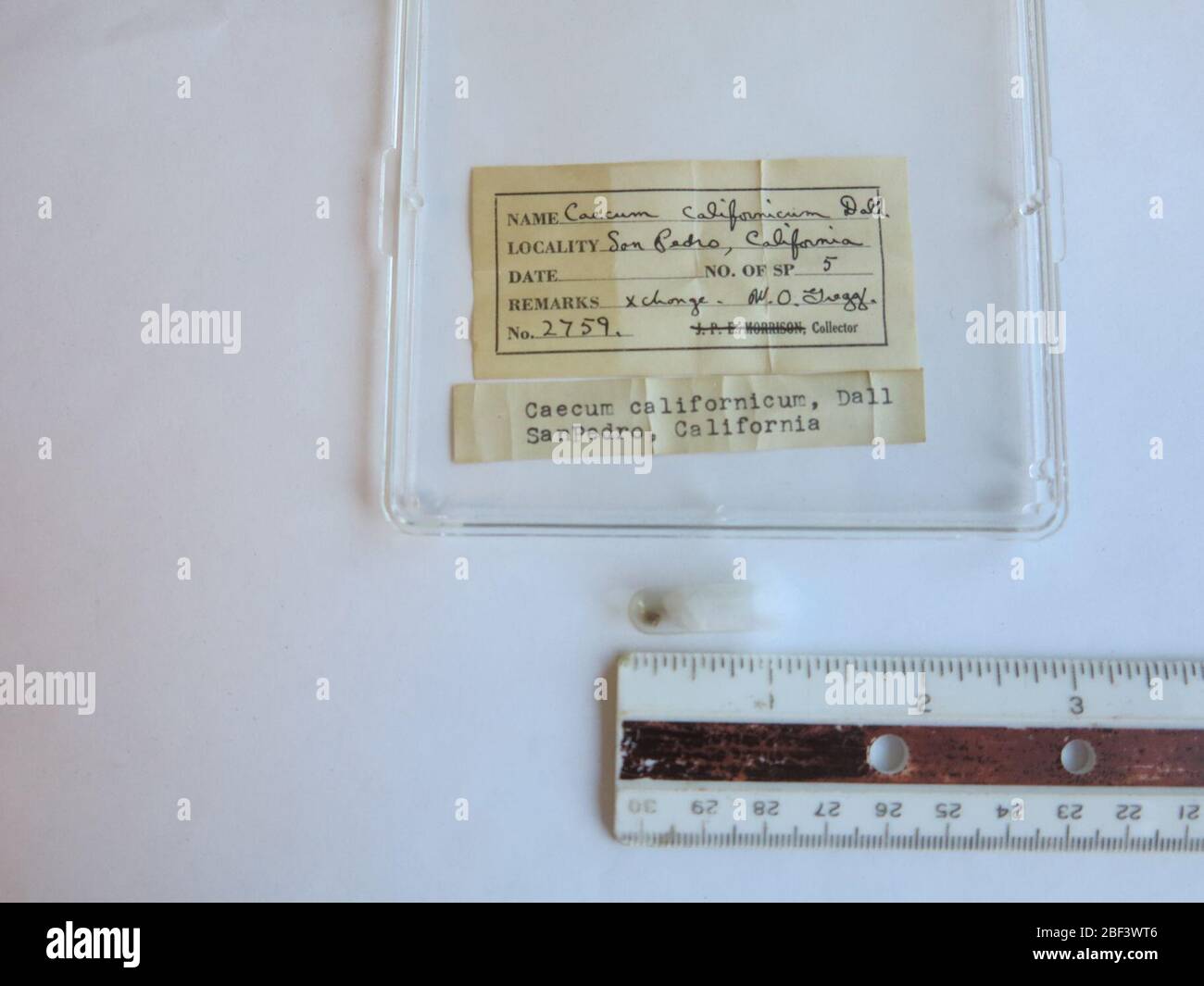 Caecum hi-res stock photography and images - Alamy