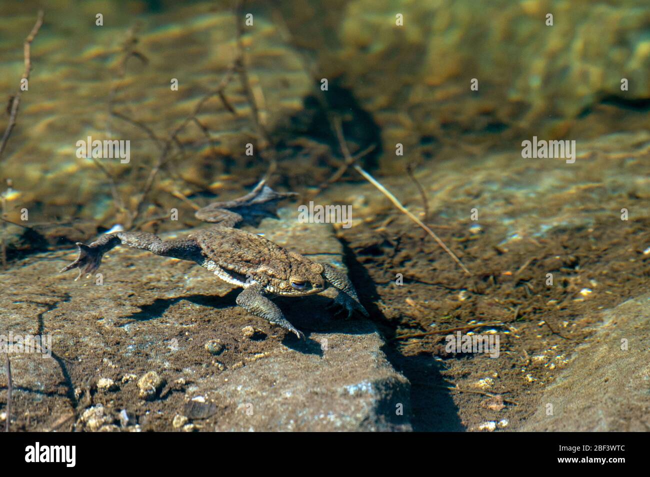 Oberharz Am Brocken, Germany. 15th Apr, 2020. An earth toad swims ...