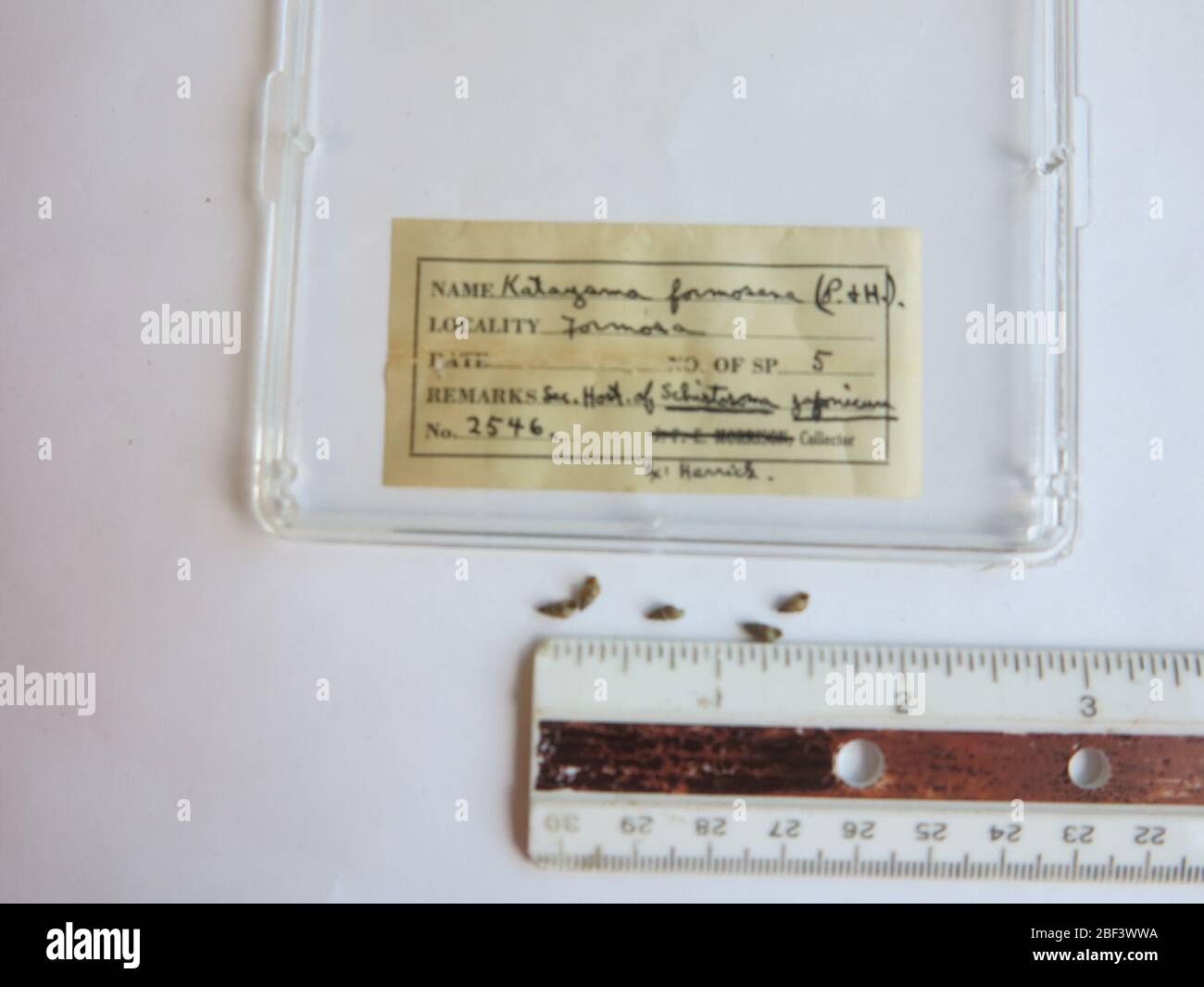 Oncomelania hupensis formosana. Sec. host of Shictosoma japonicum10 Dec ...