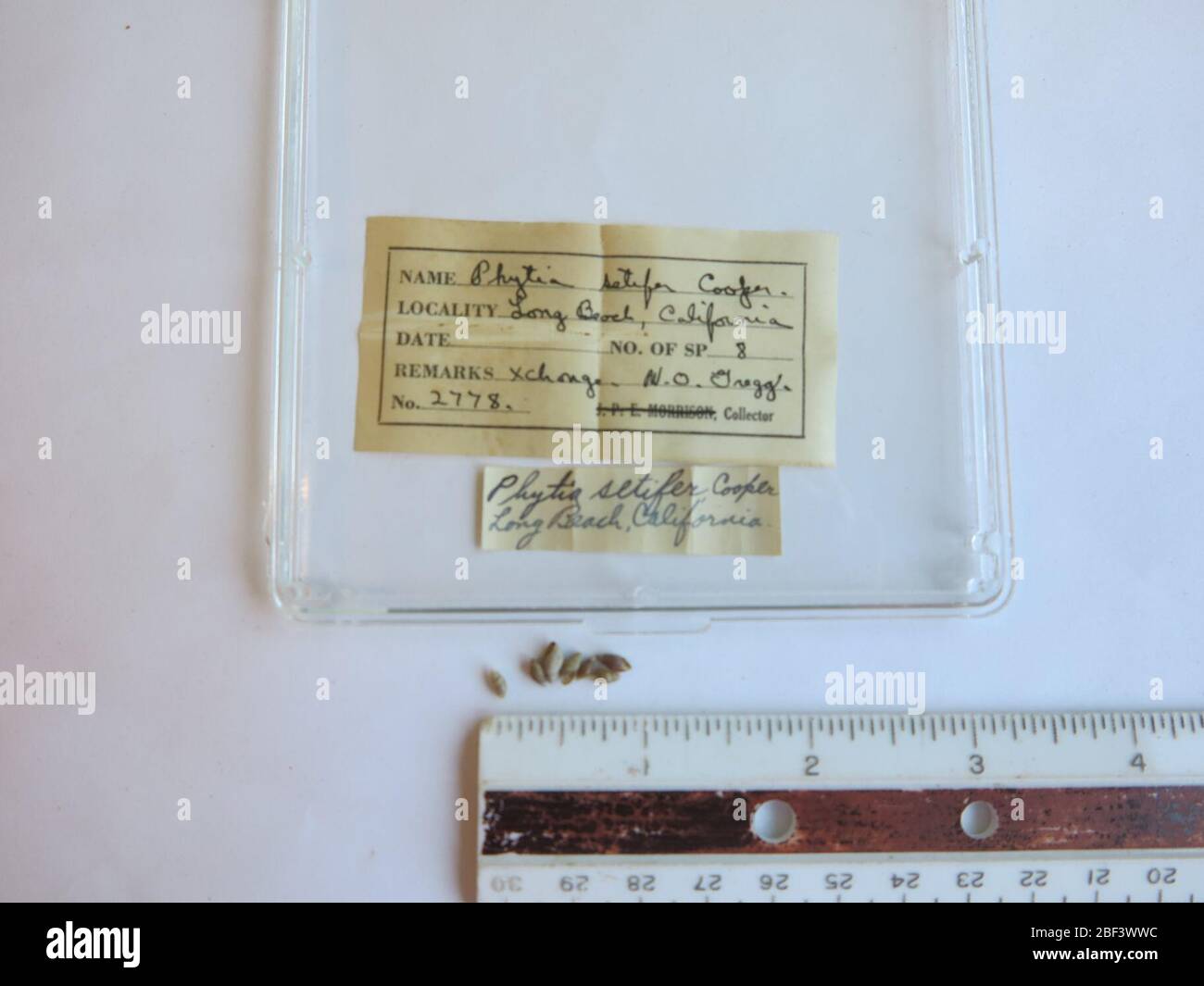 Setifer hi-res stock photography and images - Alamy